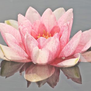 Bliss Meaning: Unveiling the Essence of True Happiness - Zen Bliss Vibes